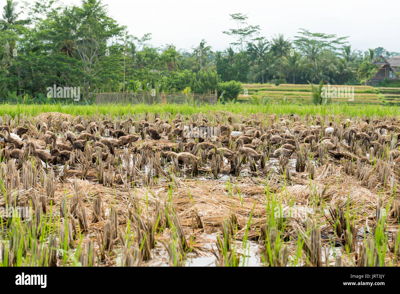 Rice duck farm hi-res stock photography and images - Alamy