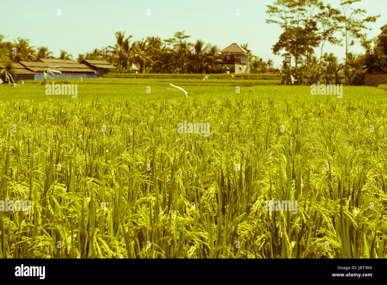 Rice field in bali hi-res stock photography and images - Alamy