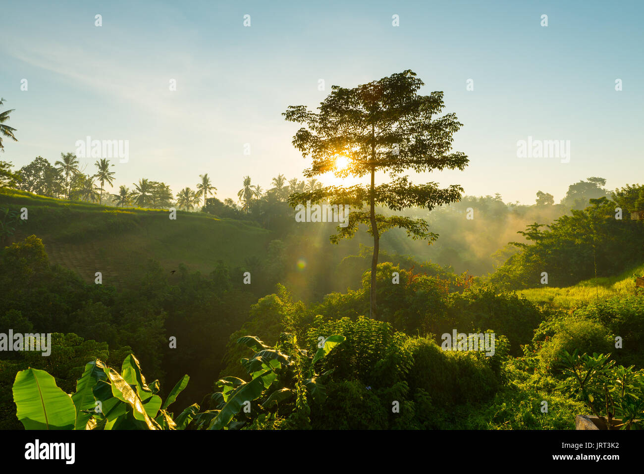 Sunrise over Bali jungle Stock Photo - Alamy