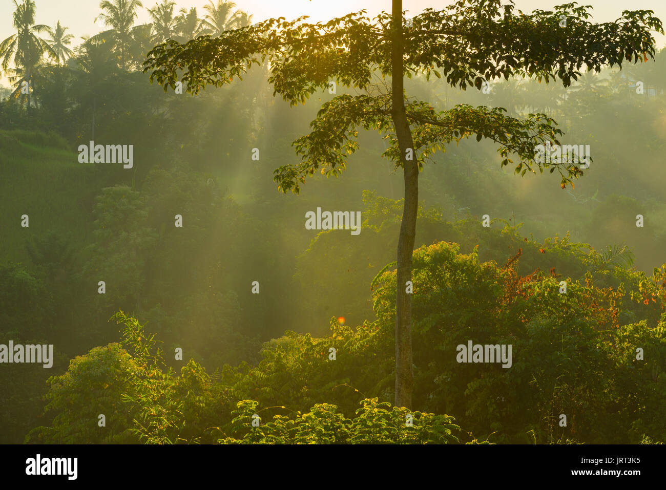 Sunrise over Bali jungle Stock Photo - Alamy