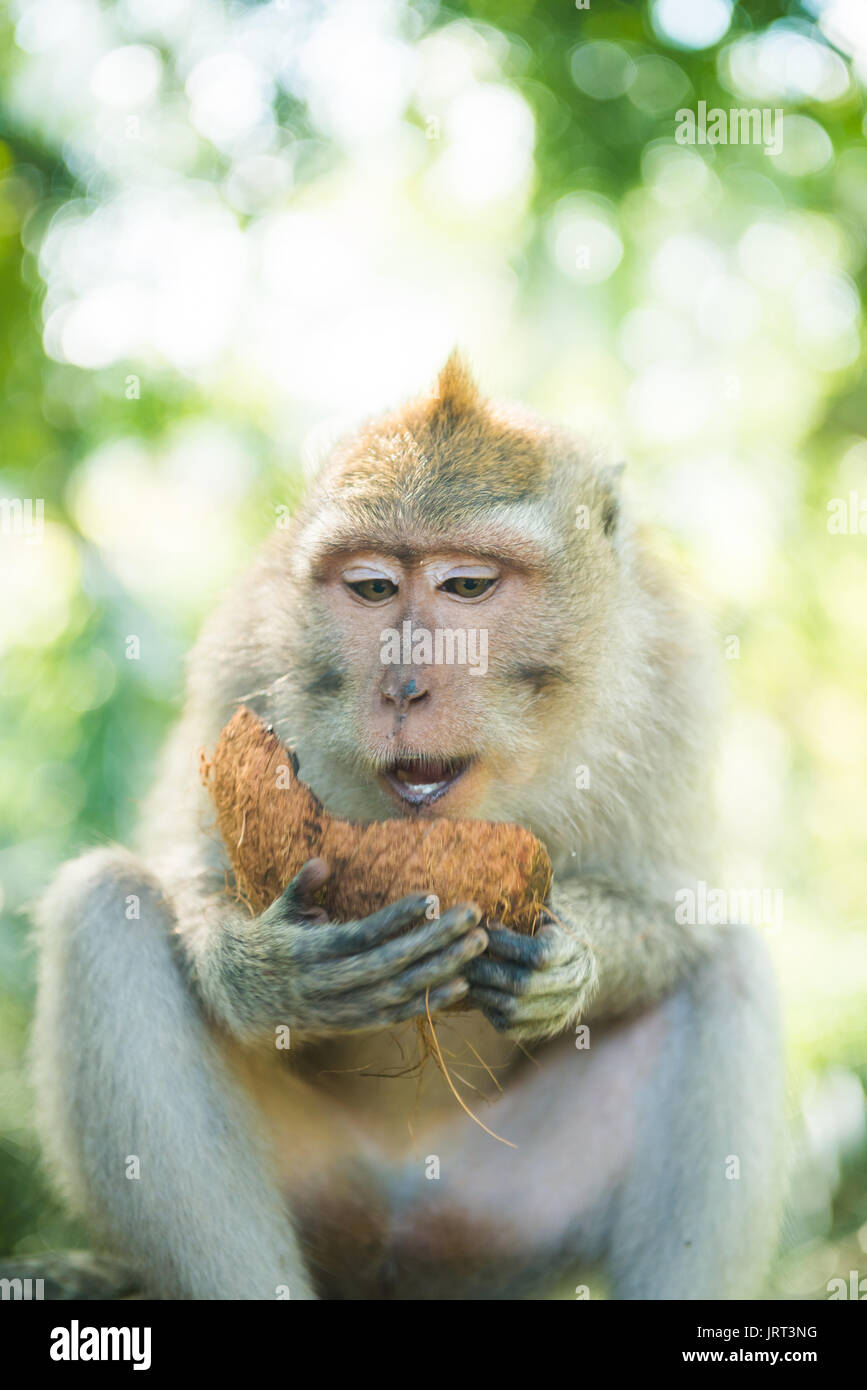Macaque with coconut Stock Photo - Alamy