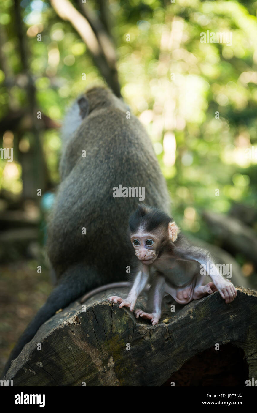 Baby macaque monkey Stock Photo - Alamy
