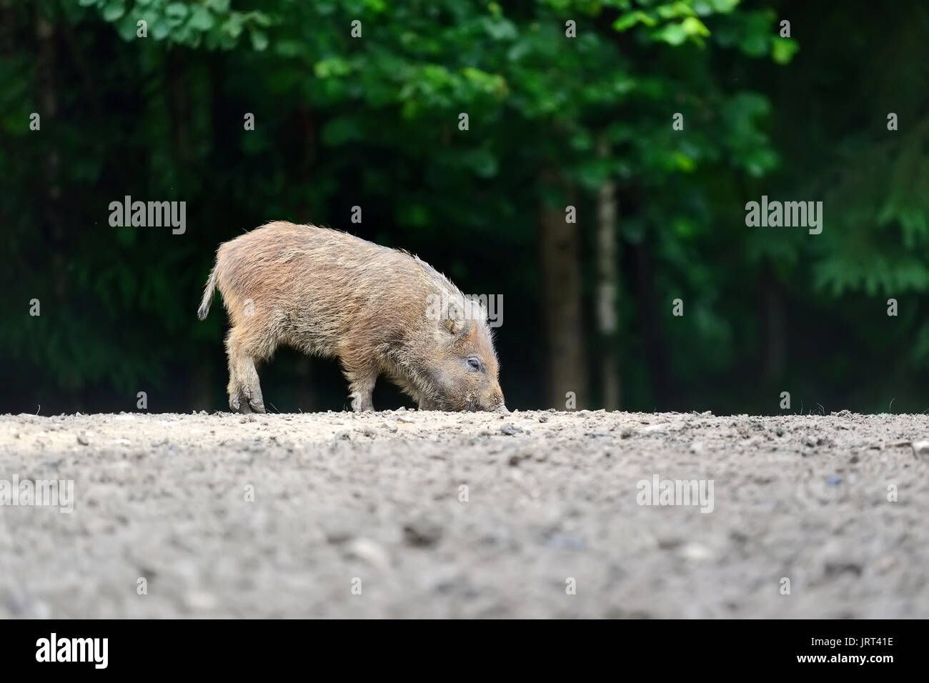 Small wild boar in the forest in the springtime Stock Photo - Alamy