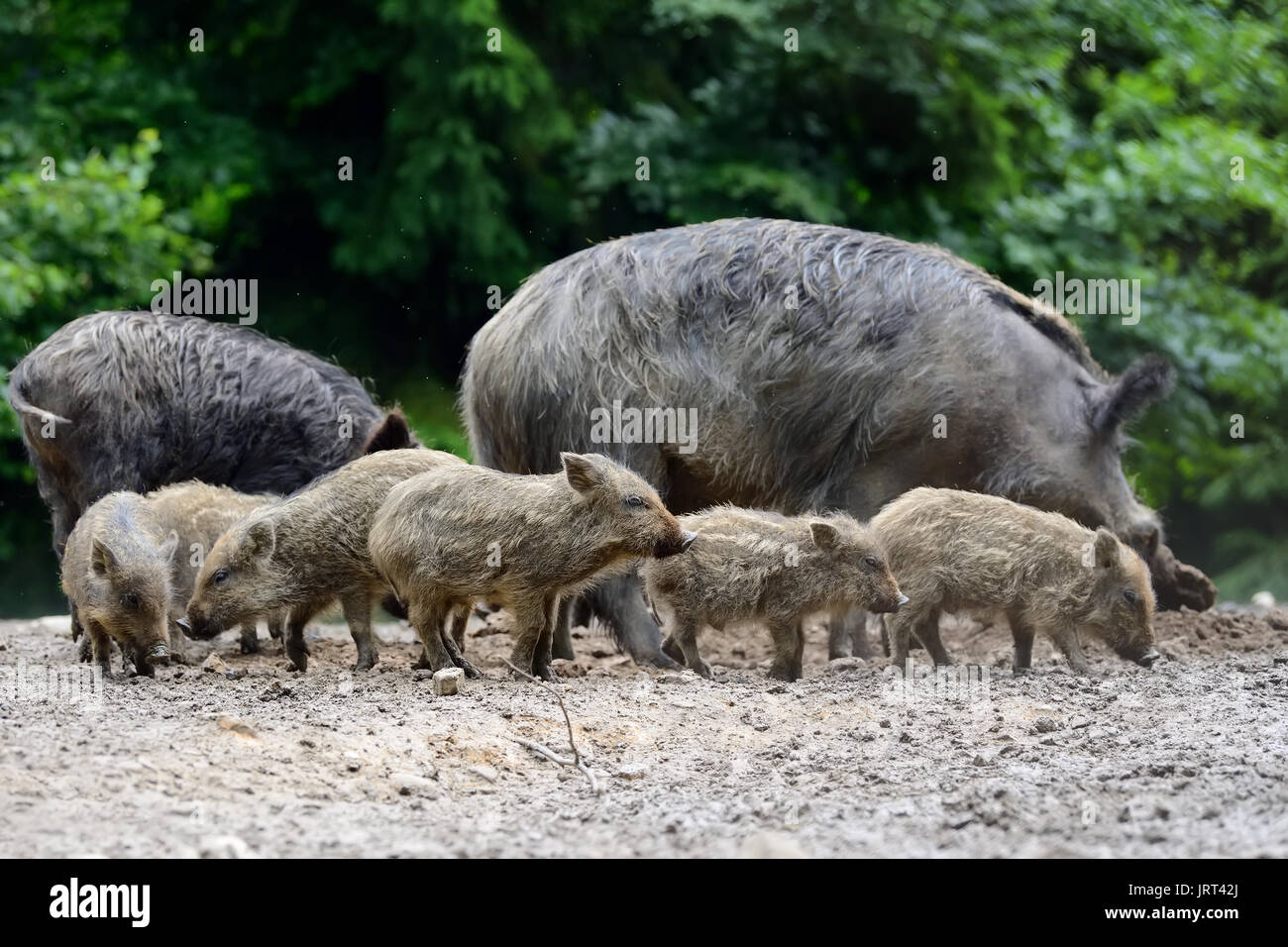 Wild boar piglet and forest hi-res stock photography and images - Alamy