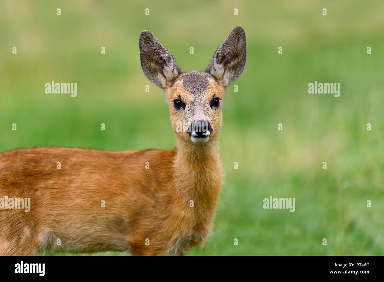 Roe buck trophy hi-res stock photography and images - Alamy
