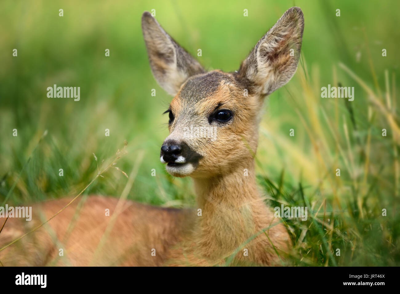 Baby roe deer on green summer meadow Stock Photo - Alamy