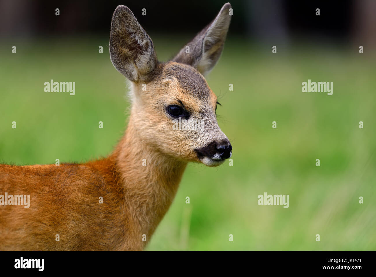 Baby roe deer hi-res stock photography and images - Alamy