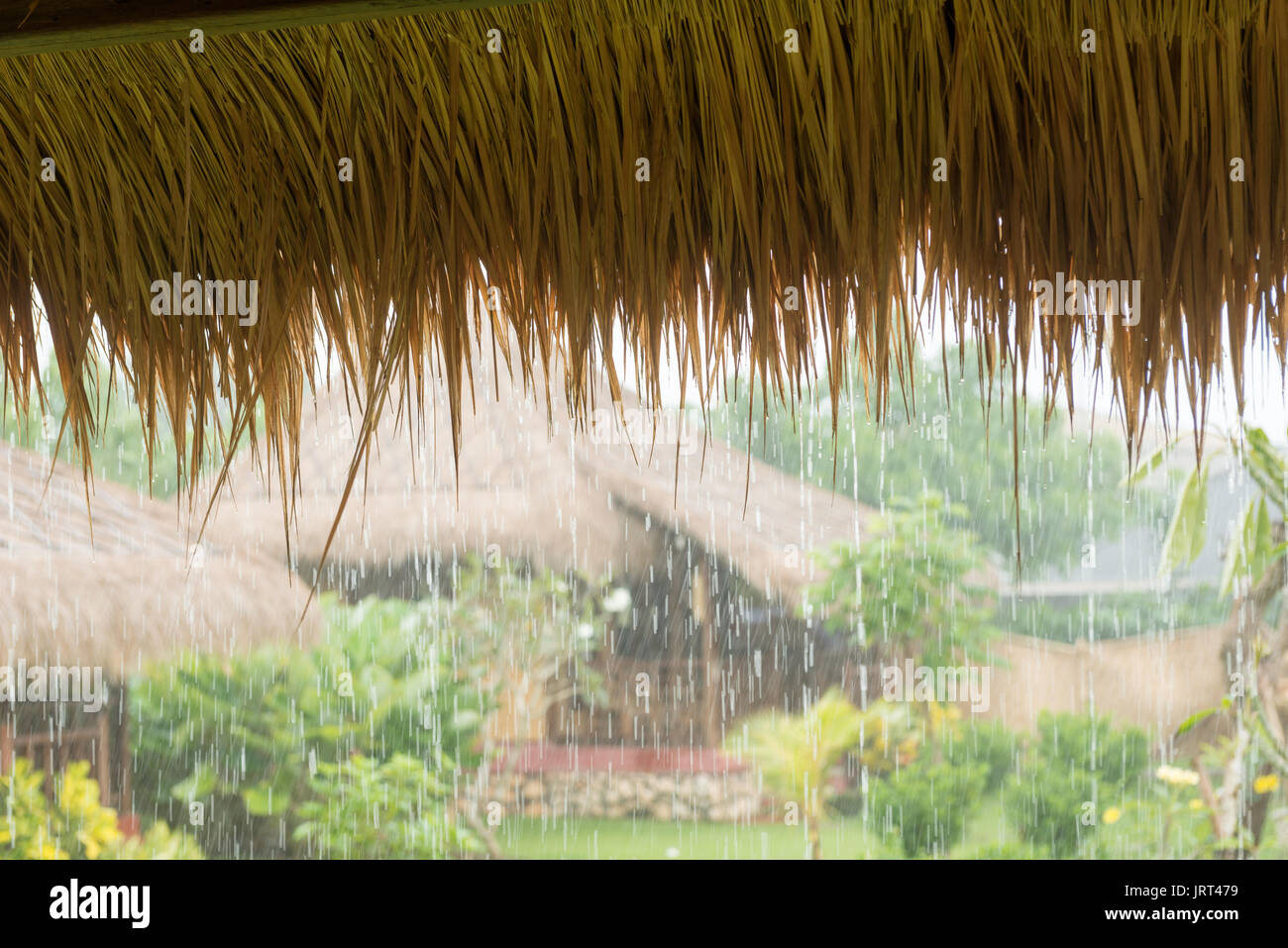Pouring tropical rain Stock Photo - Alamy