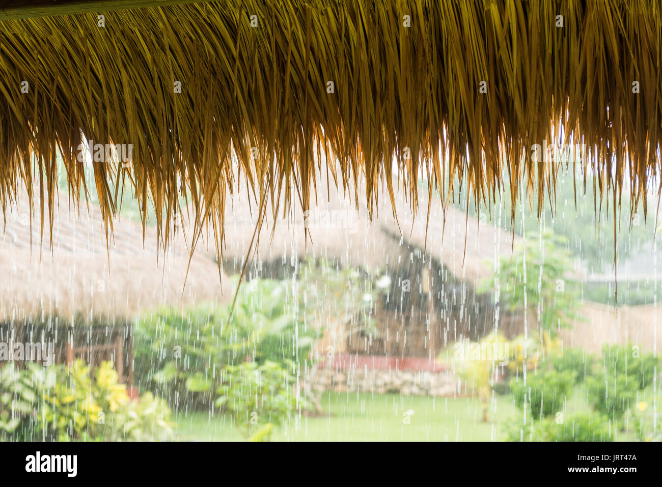 Pouring tropical rain Stock Photo - Alamy