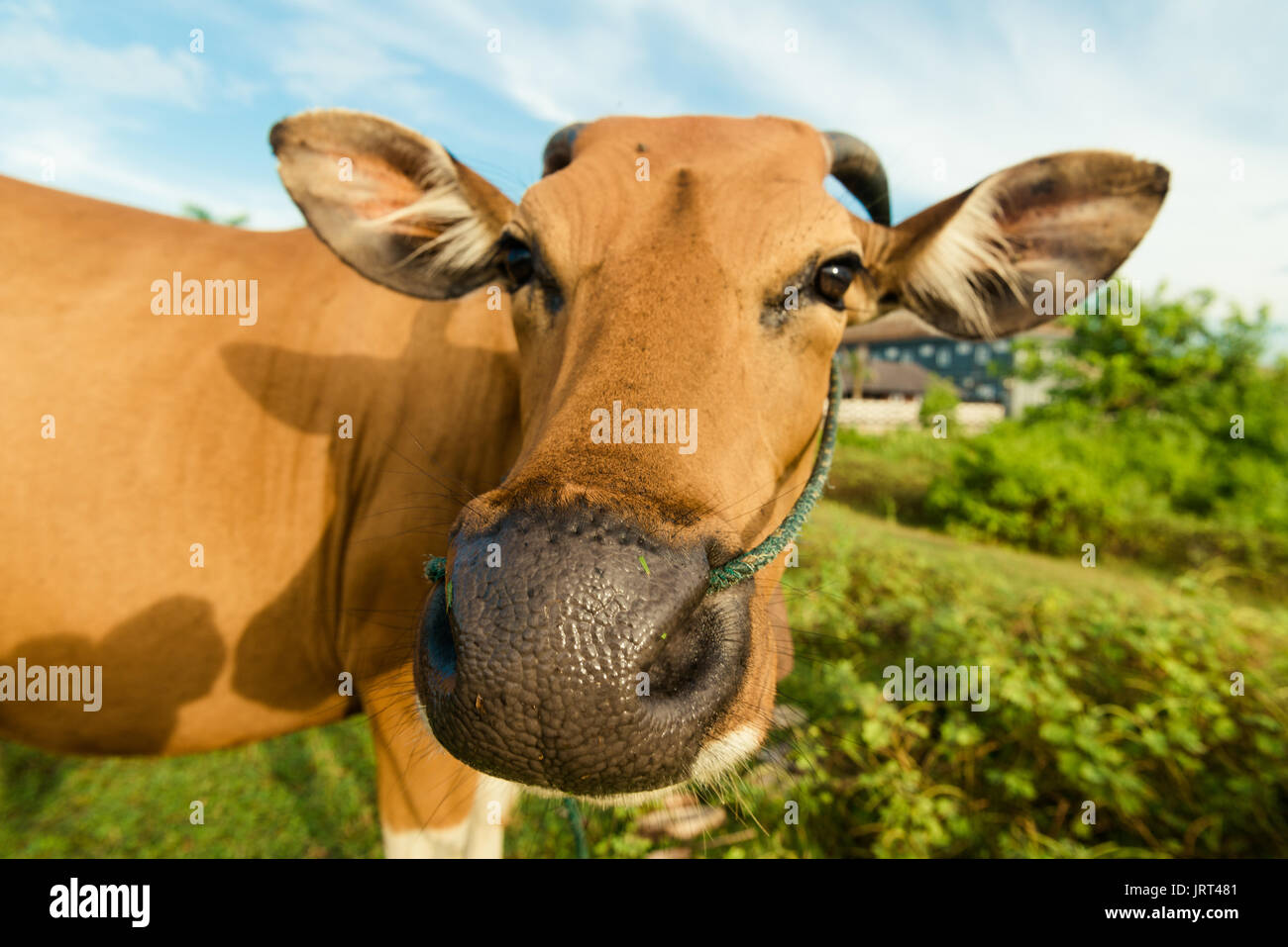 Cute cow closeup Stock Photo - Alamy