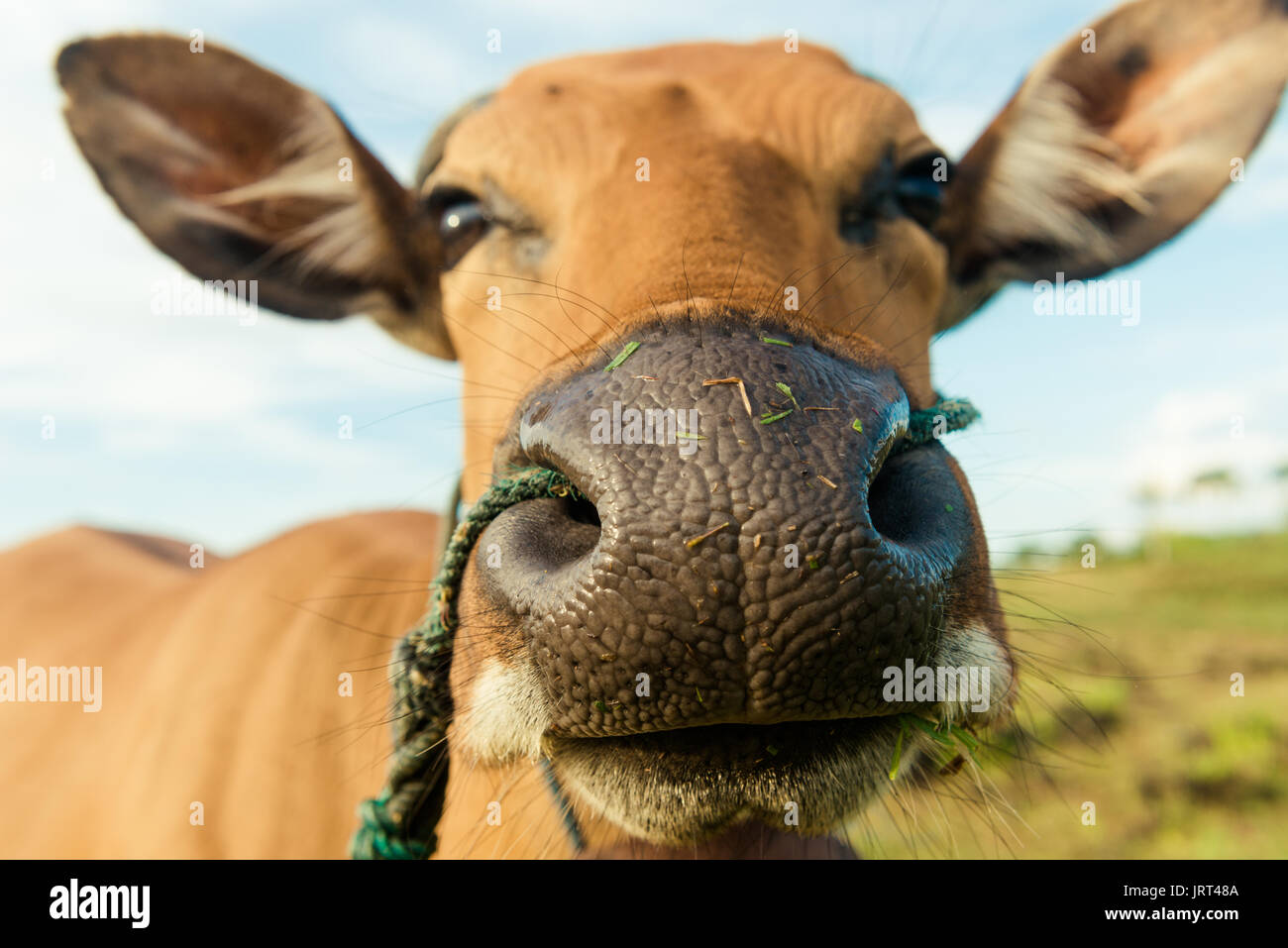 Cute cow closeup Stock Photo - Alamy