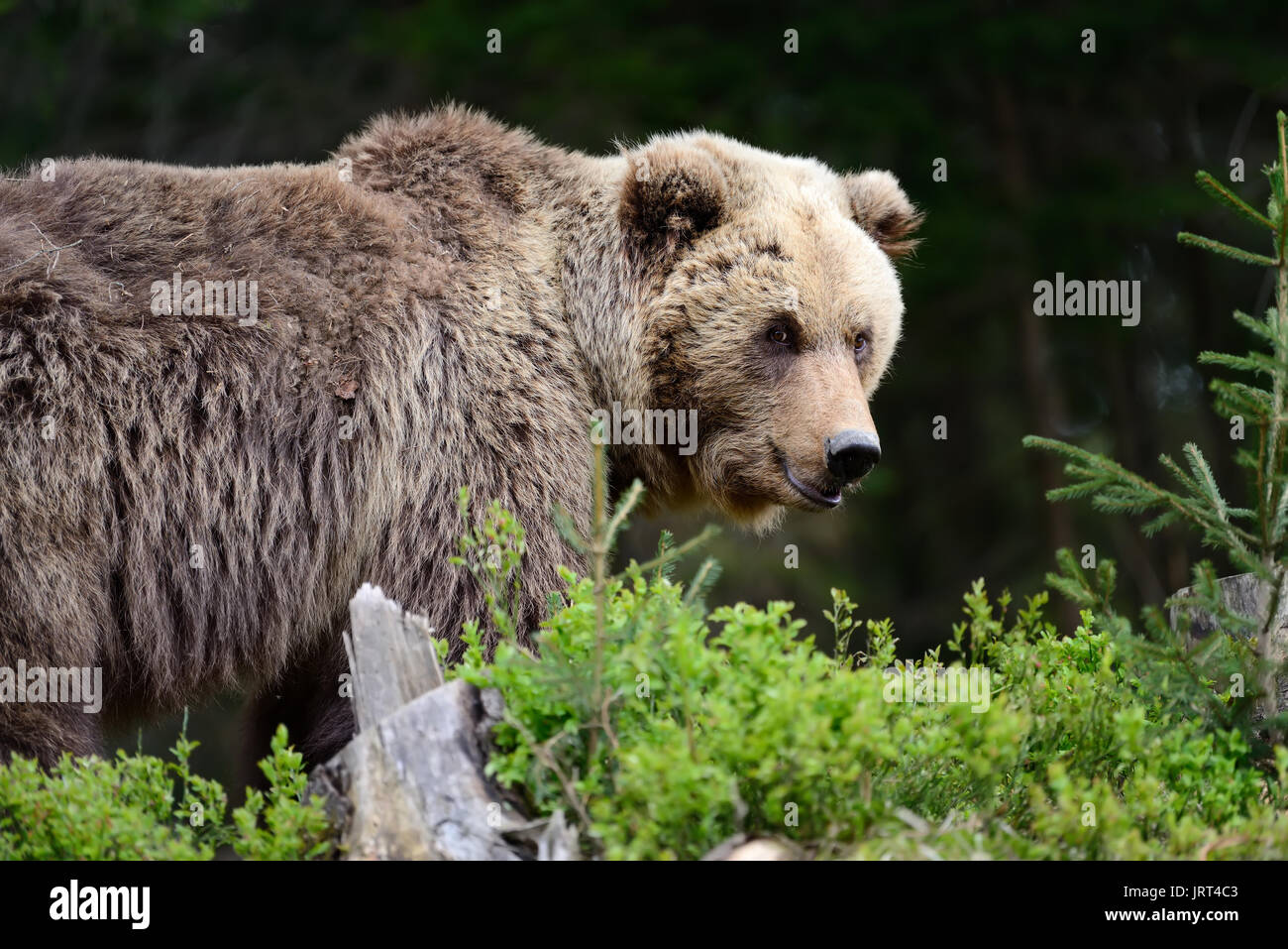 Brown bear sunrise hi-res stock photography and images - Alamy
