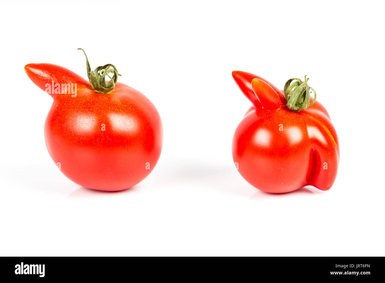 Deformed aberrant abnormal anomalous red tomatoes on a white background ...