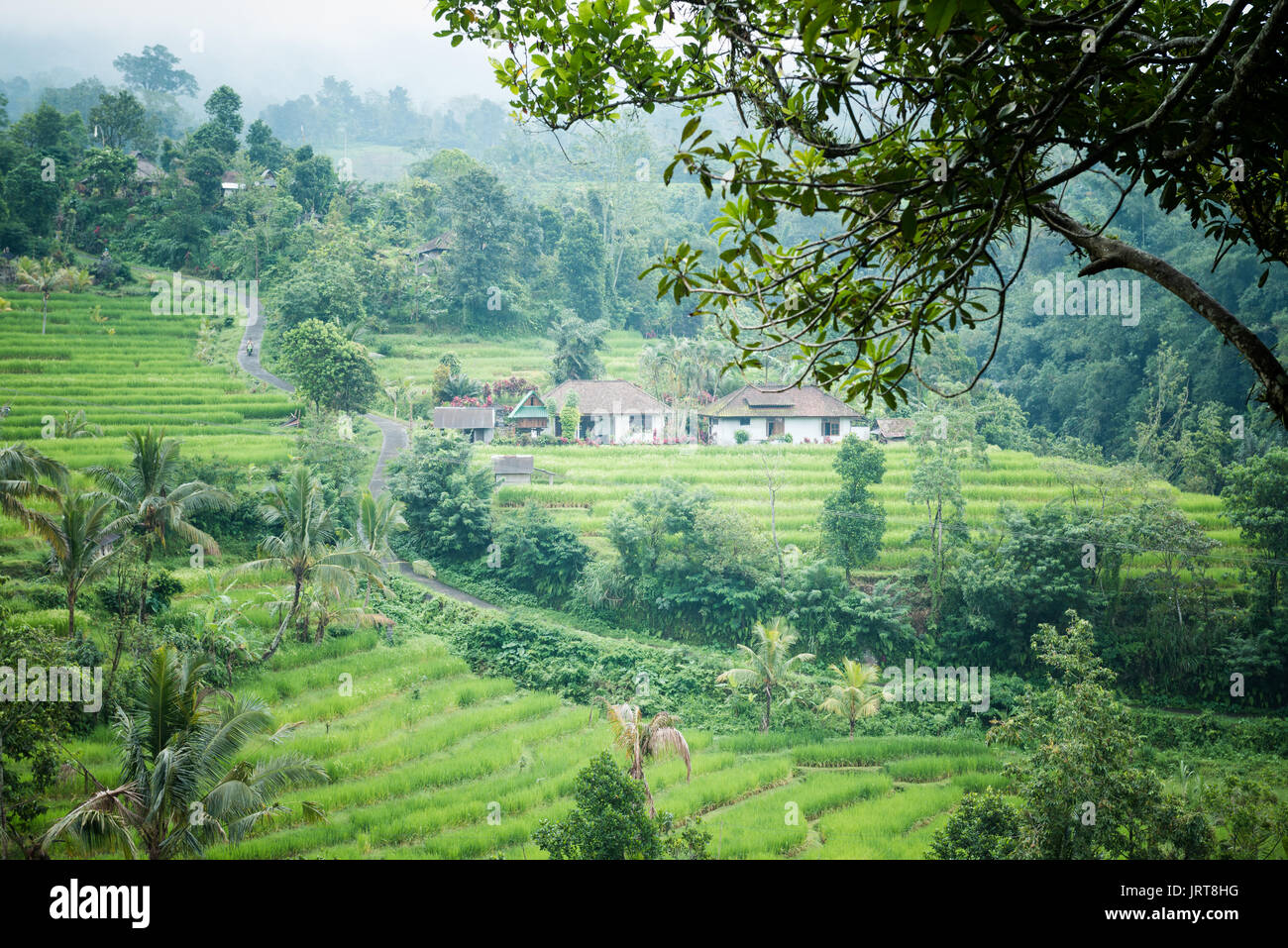 Rice paddies Stock Photo - Alamy