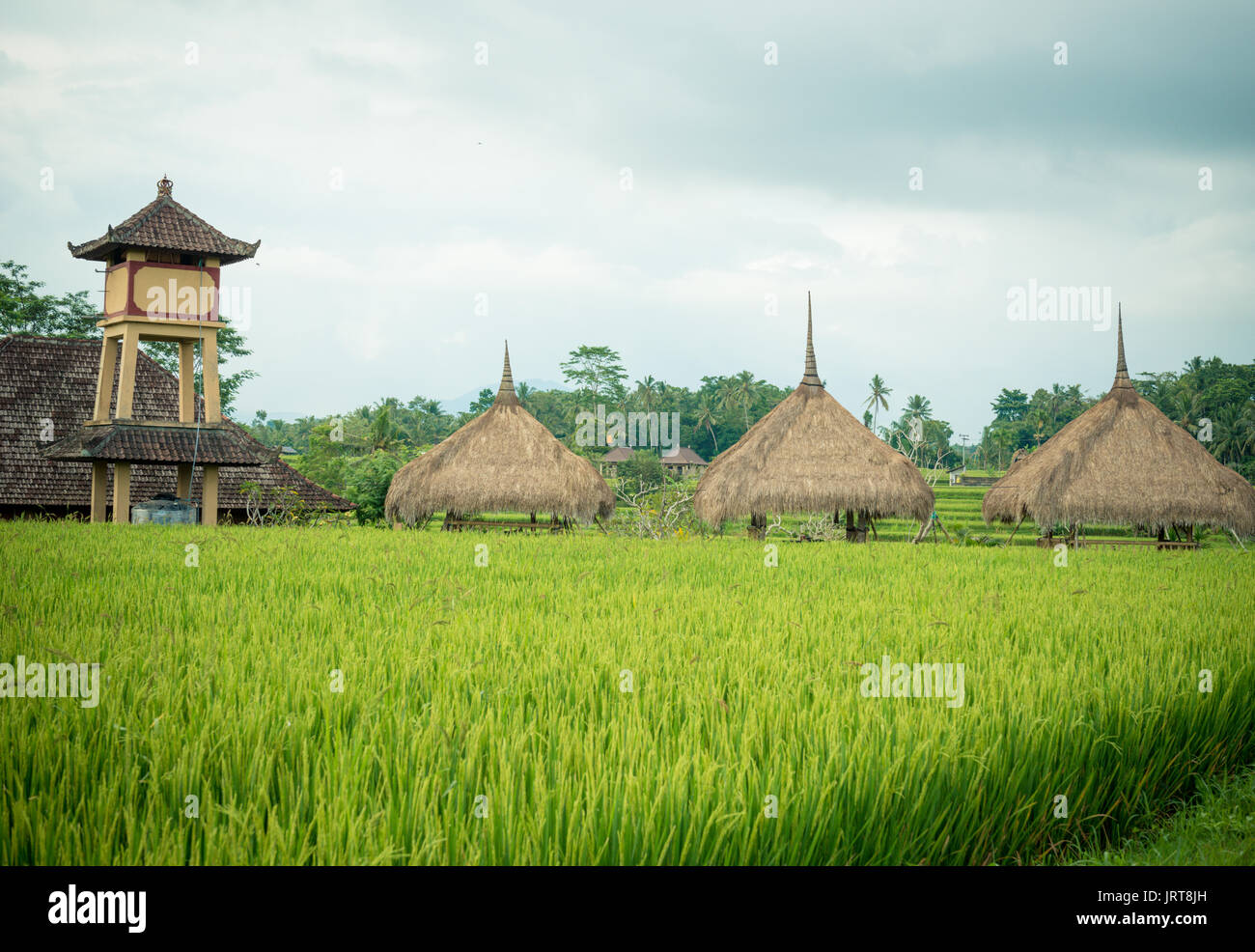Rice field in Bali Stock Photo - Alamy