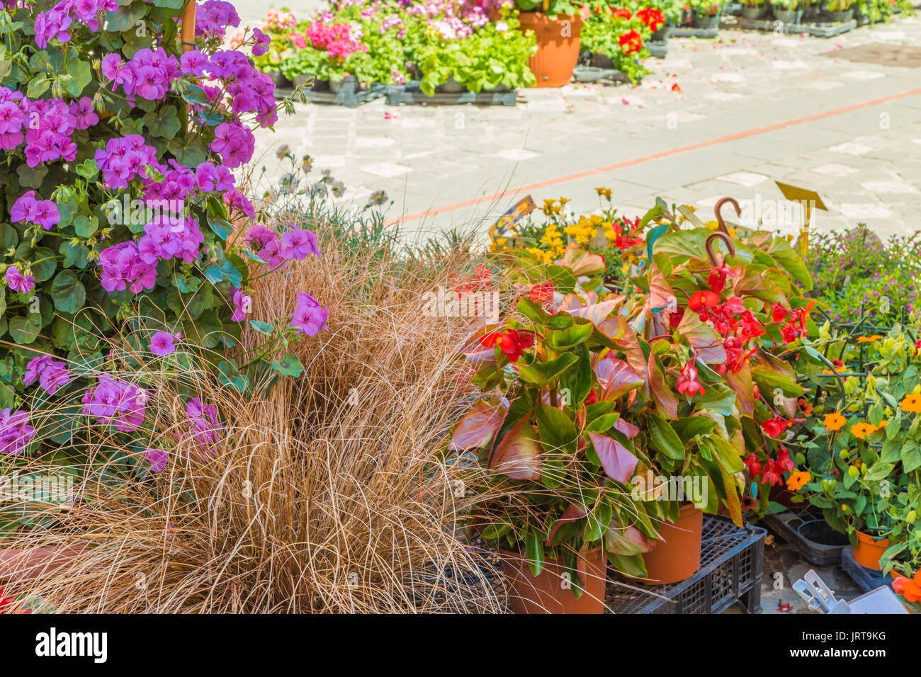 Flower fair in medieval village in Italy Stock Photo - Alamy