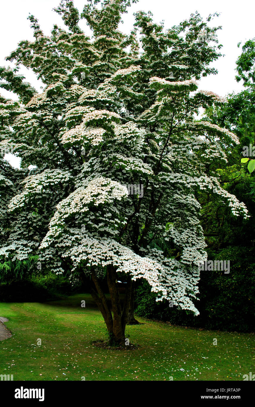 Chinese dogwood tree cornus kousa hi-res stock photography and images ...