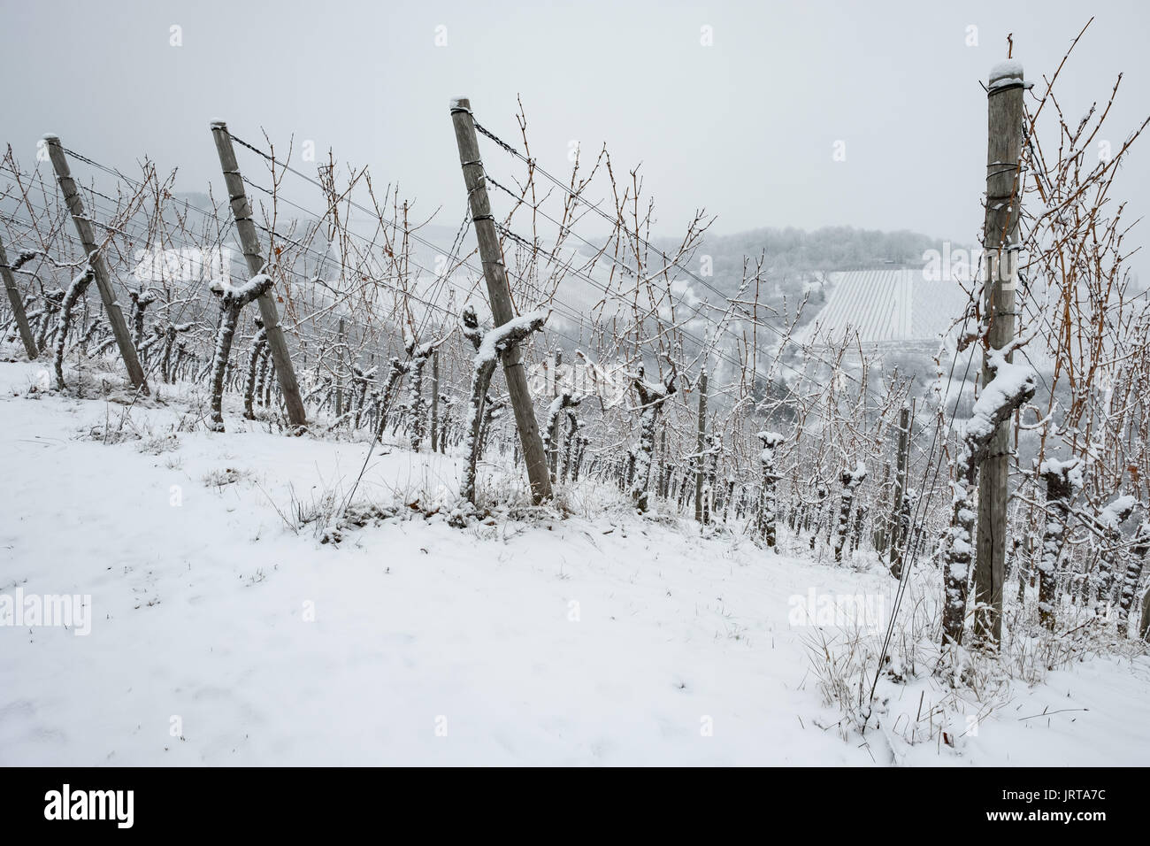 Snowfall in the vineyard hi-res stock photography and images - Alamy
