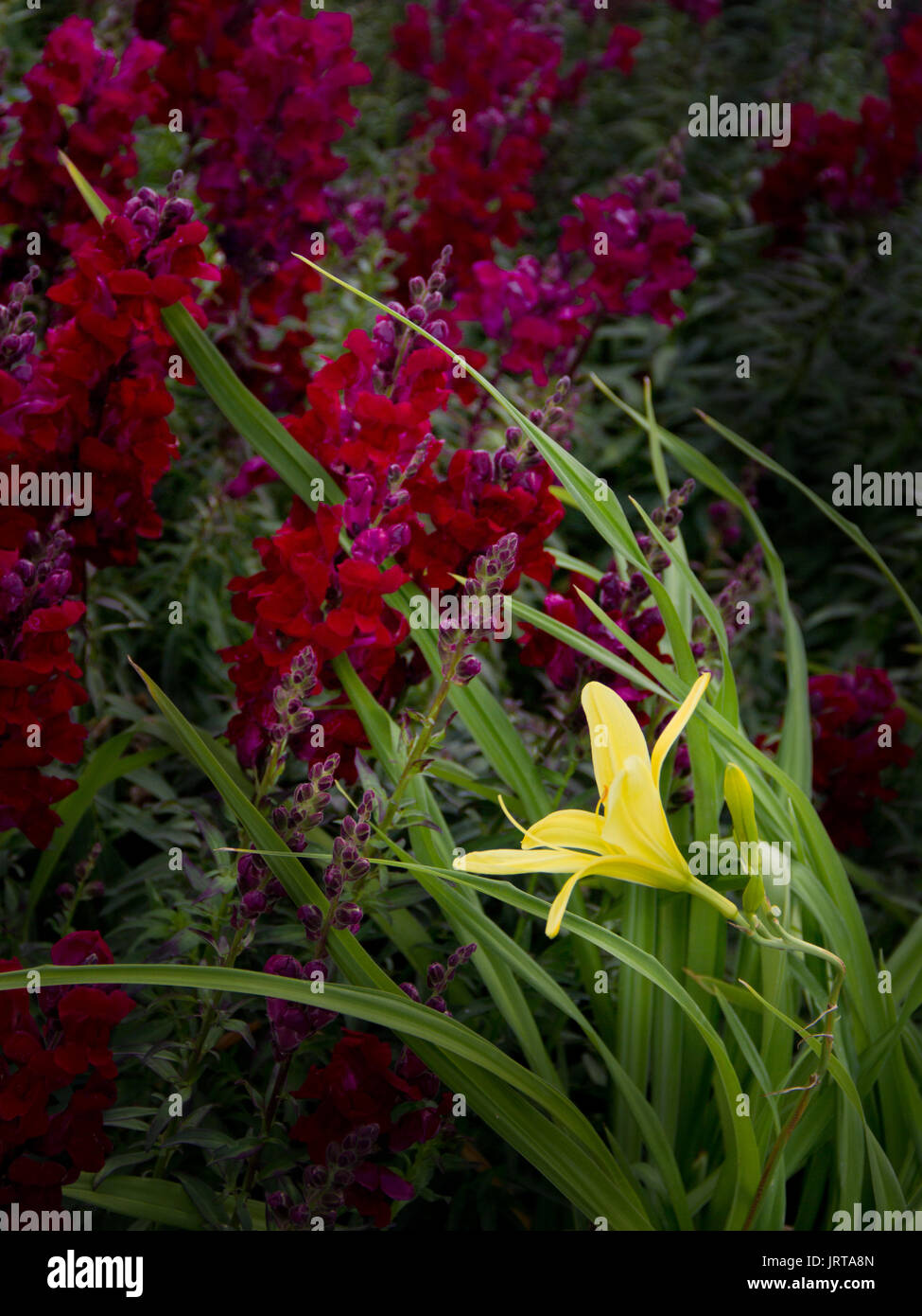 Dark red snapdragons hi-res stock photography and images - Alamy