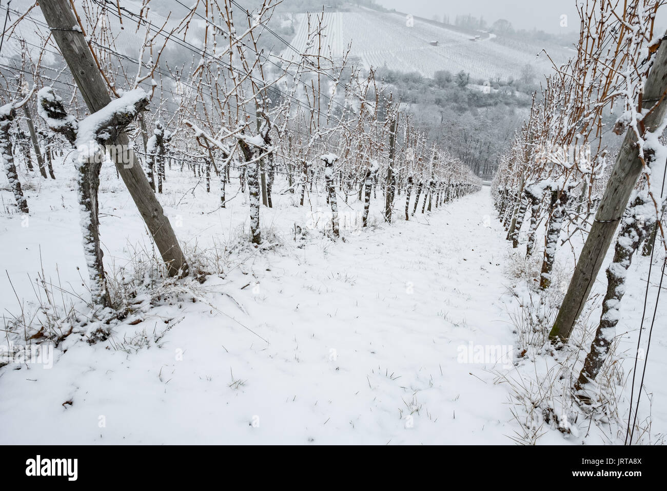 Snowfall in the vineyard hi-res stock photography and images - Alamy
