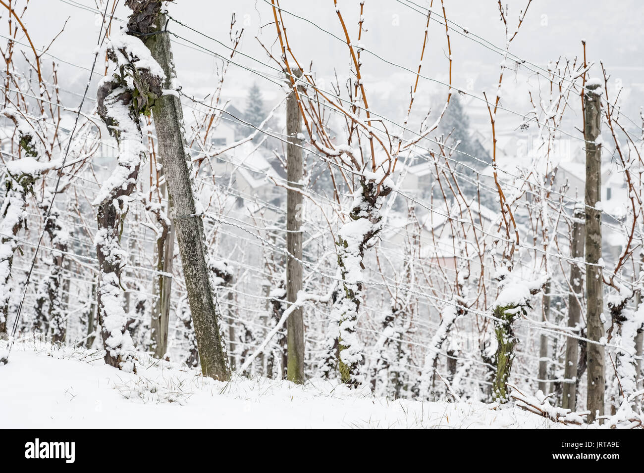 Snowfall in the vineyard hi-res stock photography and images - Alamy