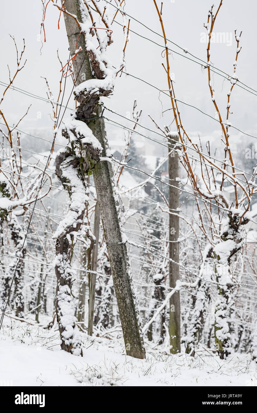 Snowfall in the vineyard hi-res stock photography and images - Alamy
