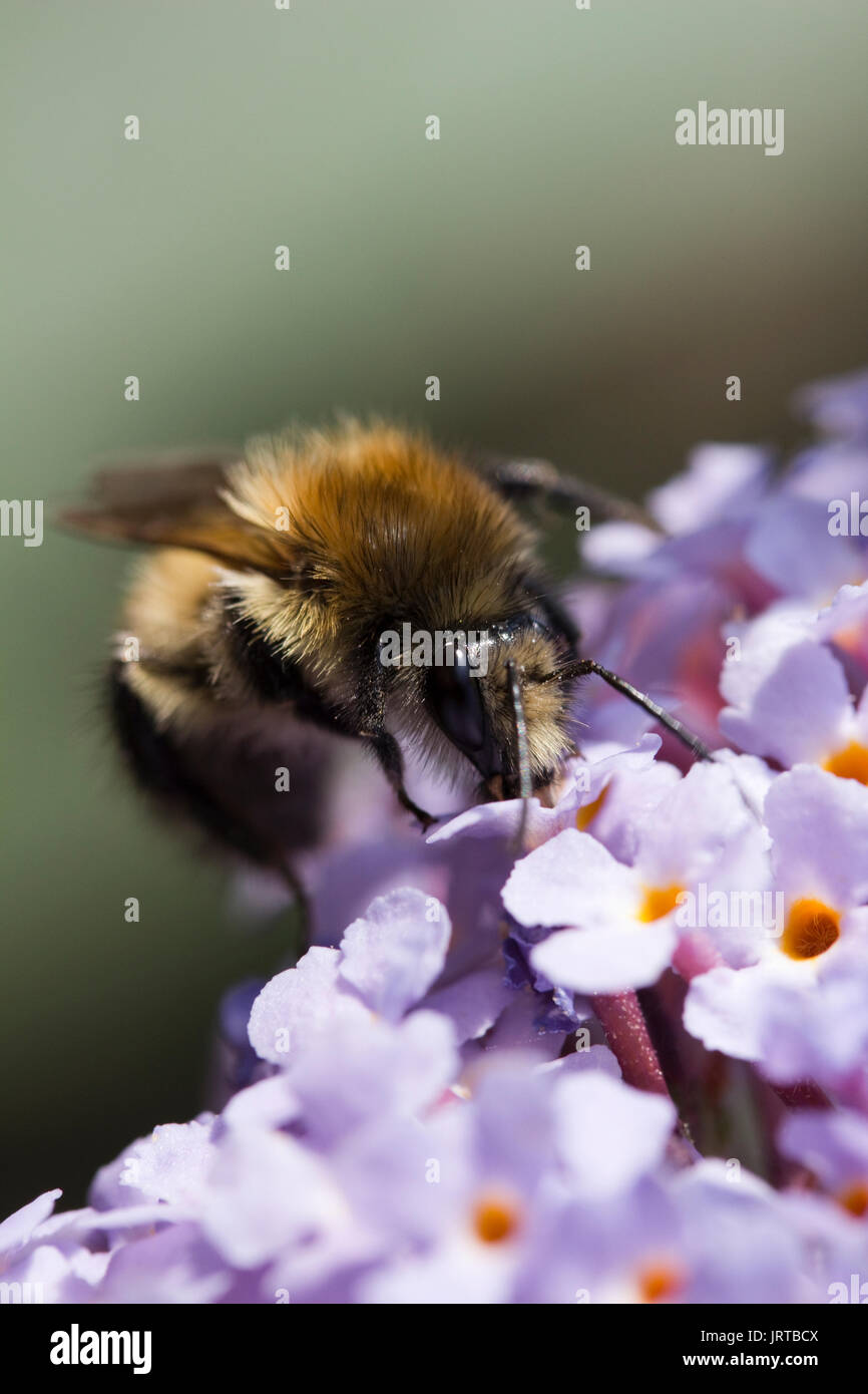 Bee on Buddleia davidii Stock Photo - Alamy