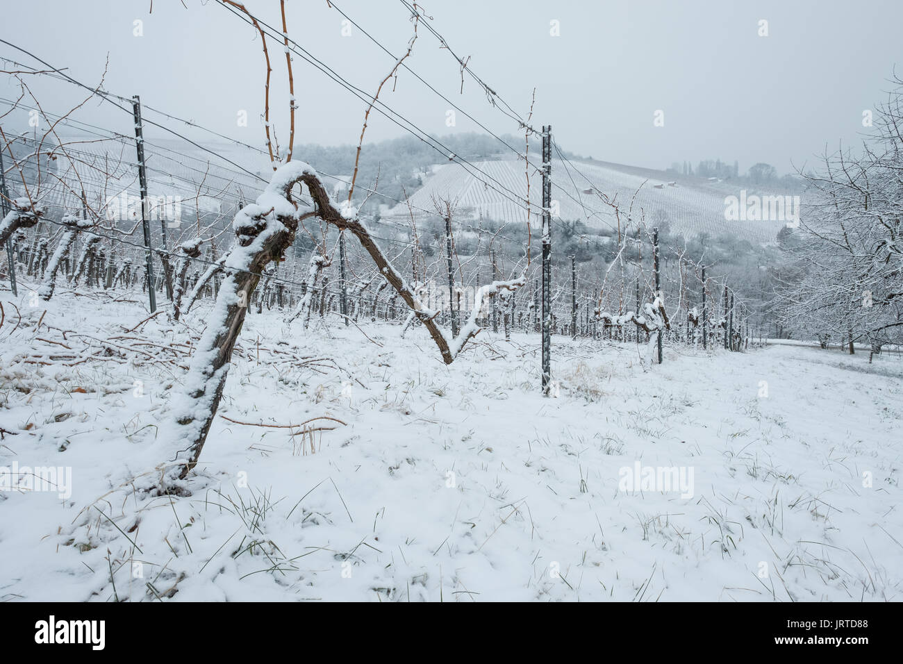 Snowfall in the vineyard hi-res stock photography and images - Alamy