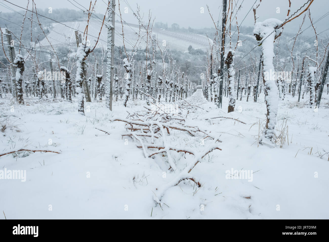 Branches of vines with snow in winter in a vineyard Stock Photo - Alamy