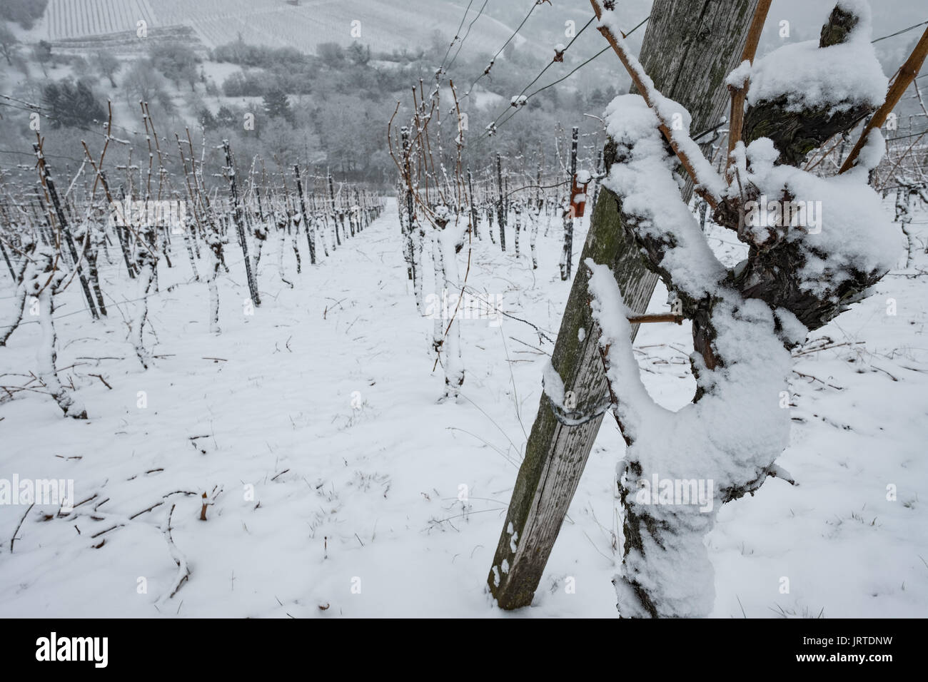 Snowfall in the vineyard hi-res stock photography and images - Alamy