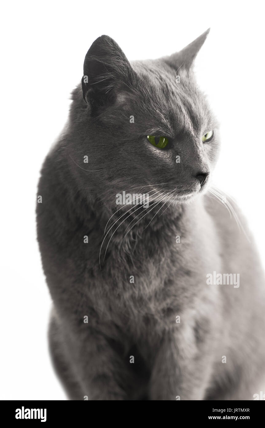 Cat sitting of white background Stock Photo - Alamy