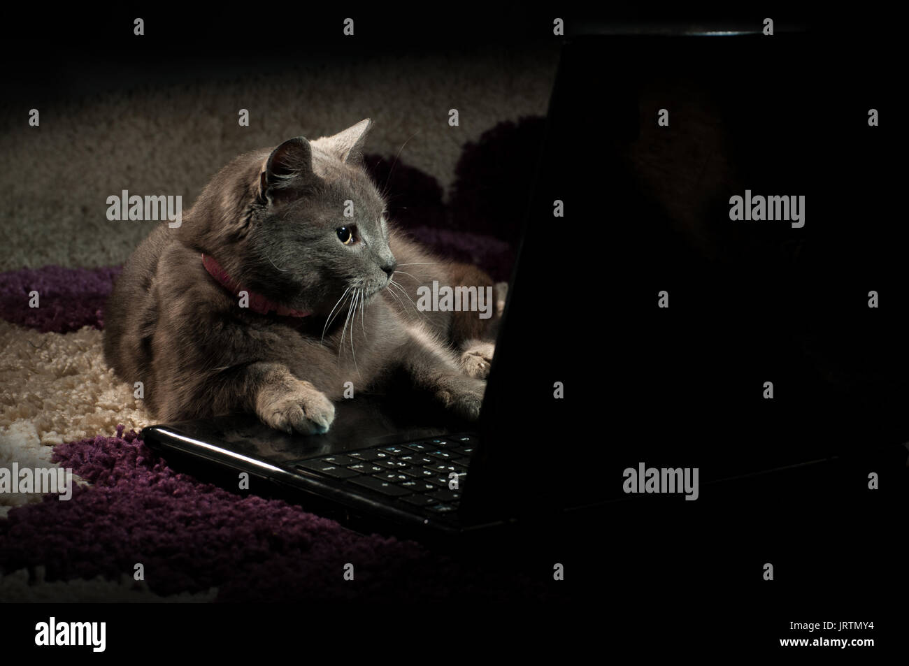 Gray domestic cat looking at something on a laptop Stock Photo - Alamy