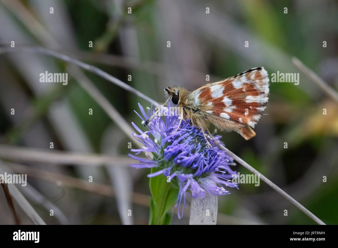 Red-underwing Skipper (Spialia sertorius), nectaring showing the ...