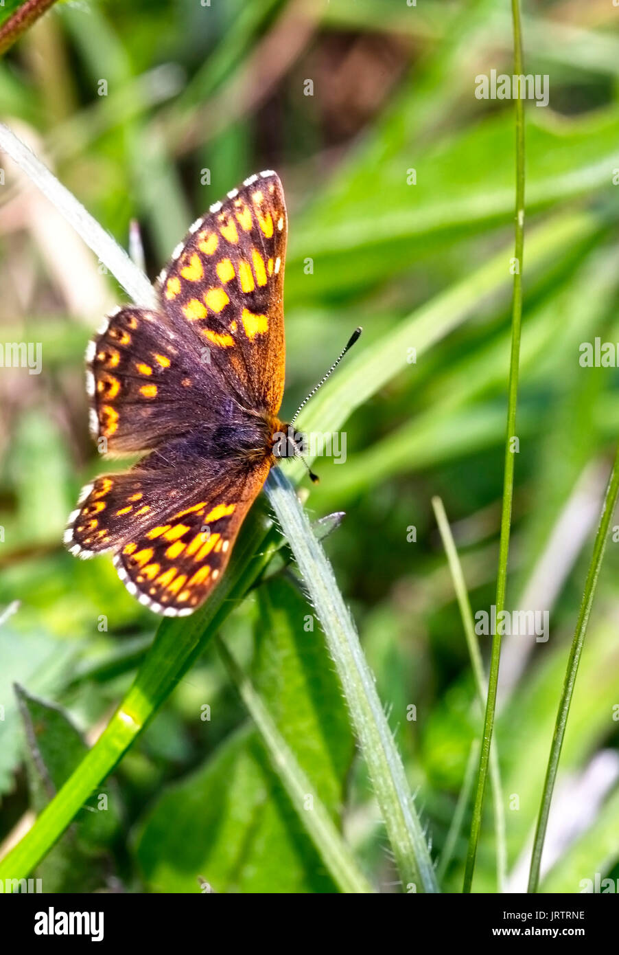 Duke of Burgundy Fritillary (Hamearis lucina), female, Eifel Mountains ...