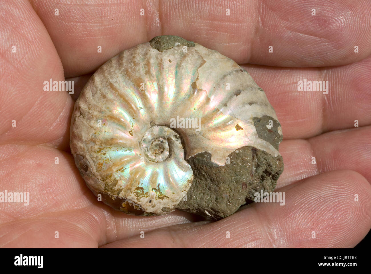 Mollusc fossil hi-res stock photography and images - Alamy