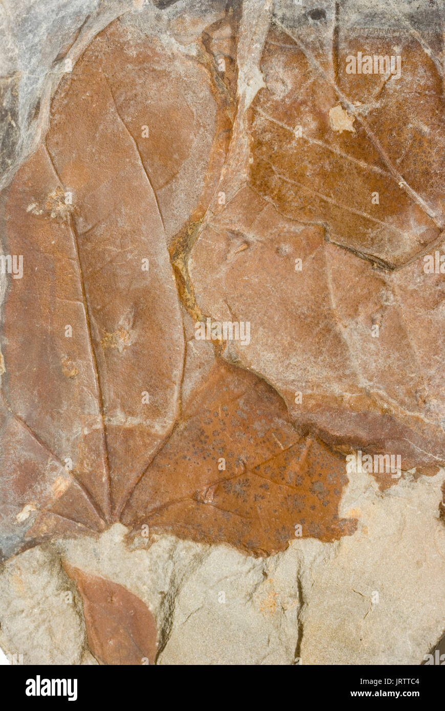 Fossil impression hi-res stock photography and images - Alamy
