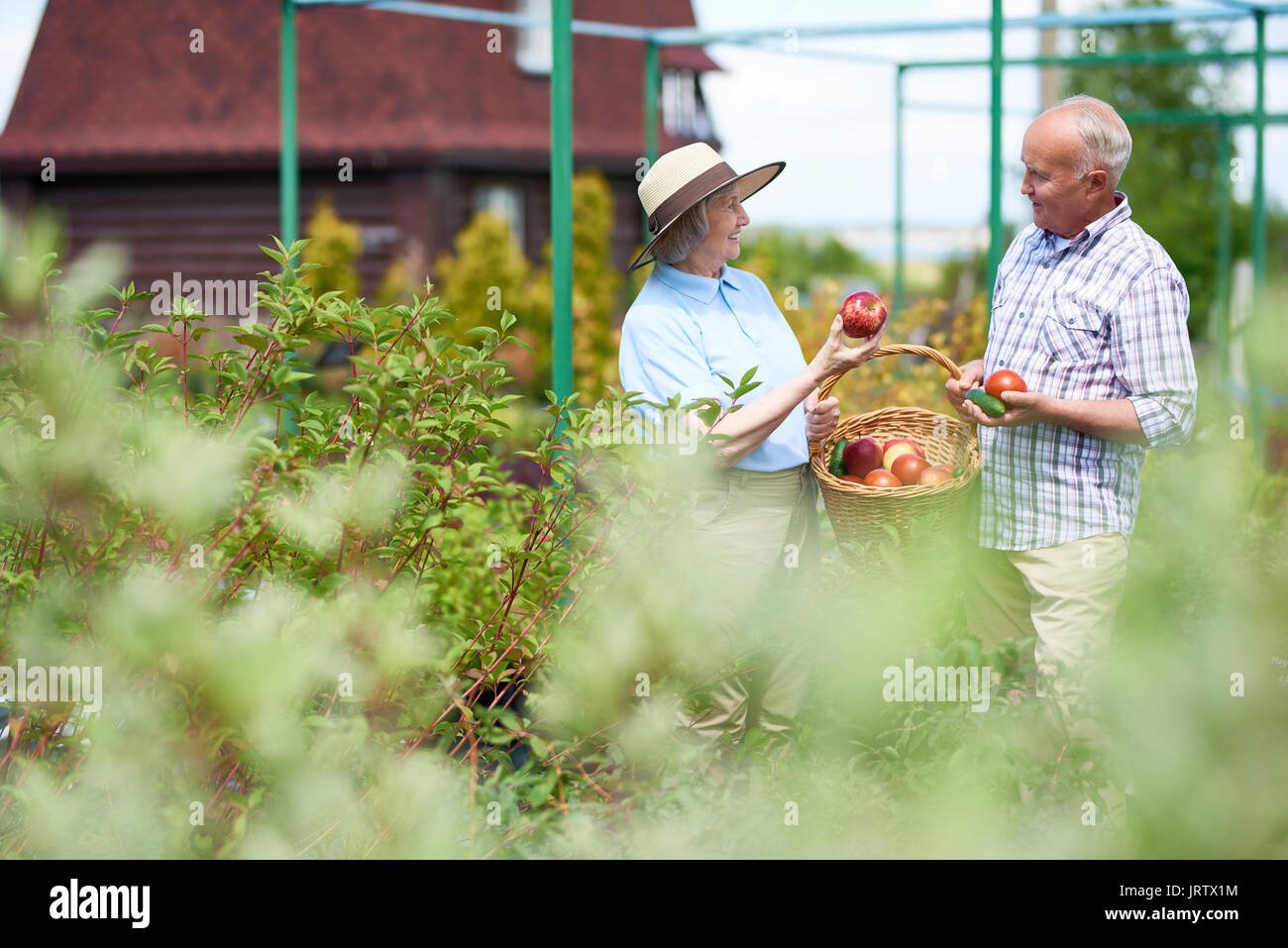 Harvesting fruits hi-res stock photography and images - Alamy
