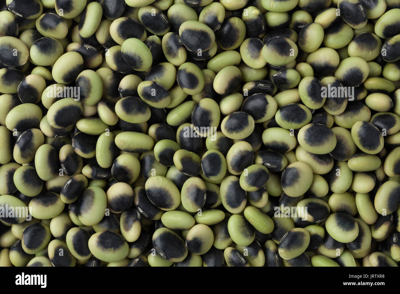 Heirloom organic Agate edamame full frame Stock Photo - Alamy