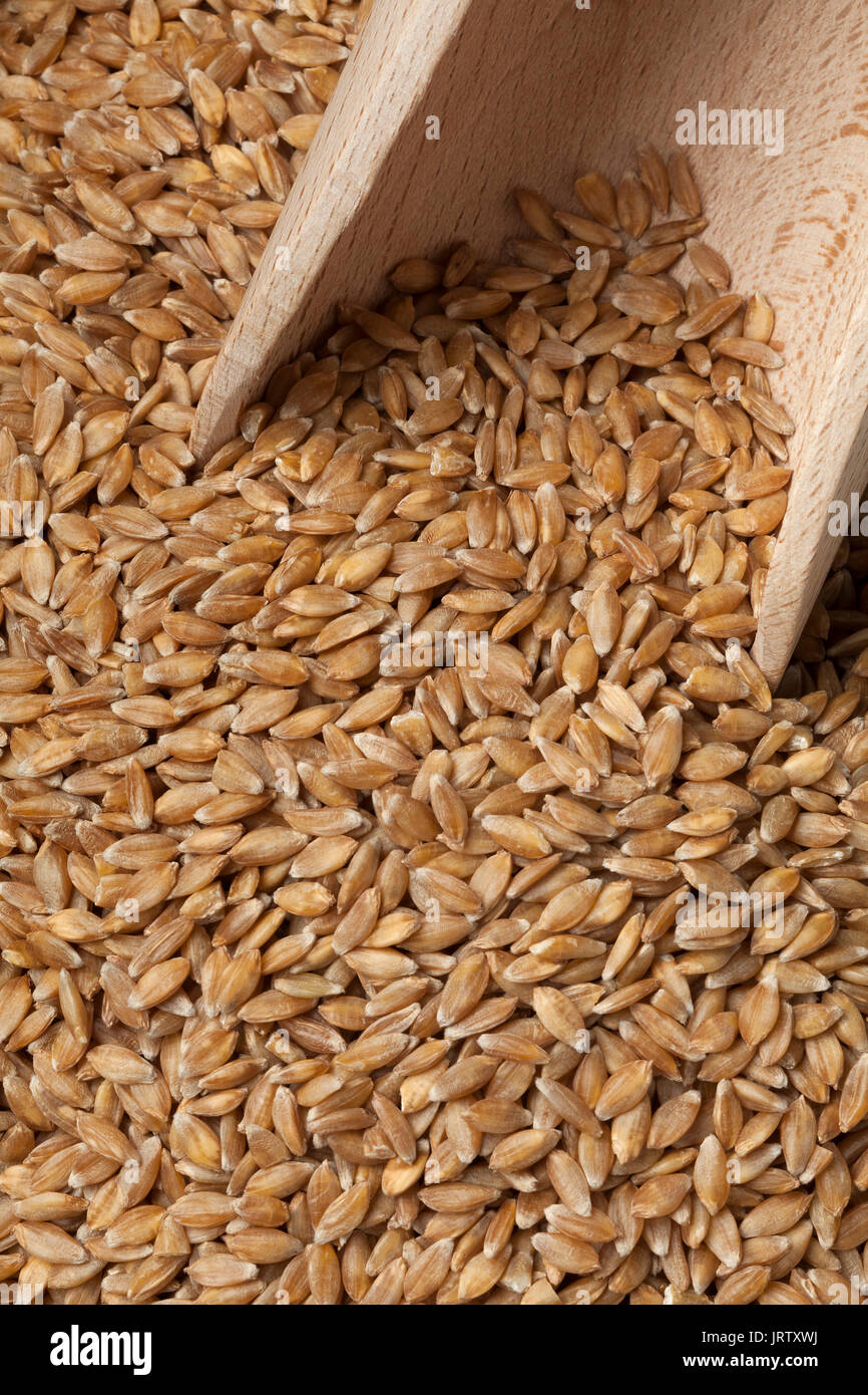 Einkorn wheat hi-res stock photography and images - Alamy