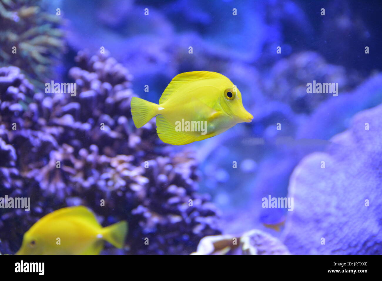 Yellow Tang fish Stock Photo - Alamy