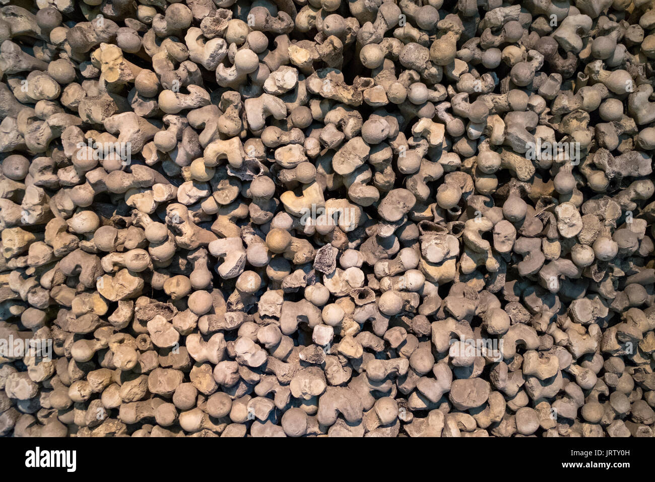 Human Bone Collection High Resolution Stock Photography and Images - Alamy