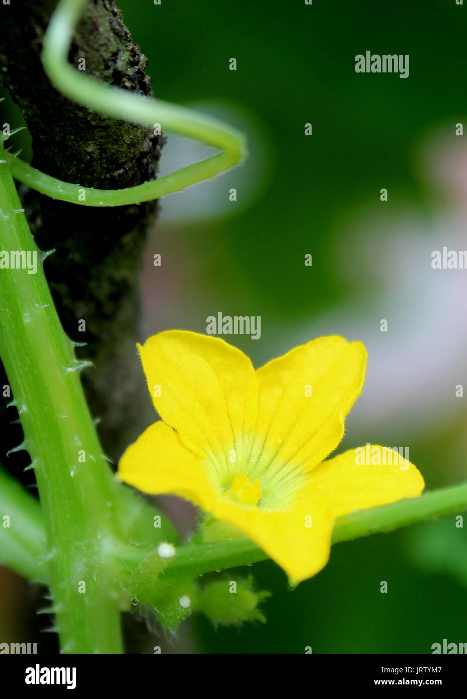 Cetriolo cucumis sativus hi-res stock photography and images - Alamy