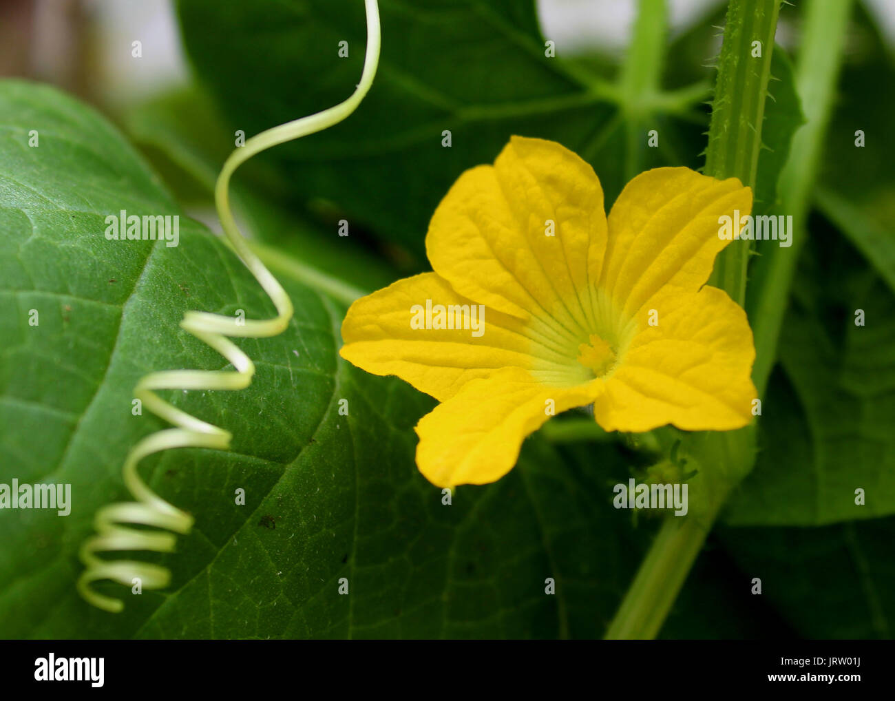 Sri lanka vegetable garden hi-res stock photography and images - Alamy