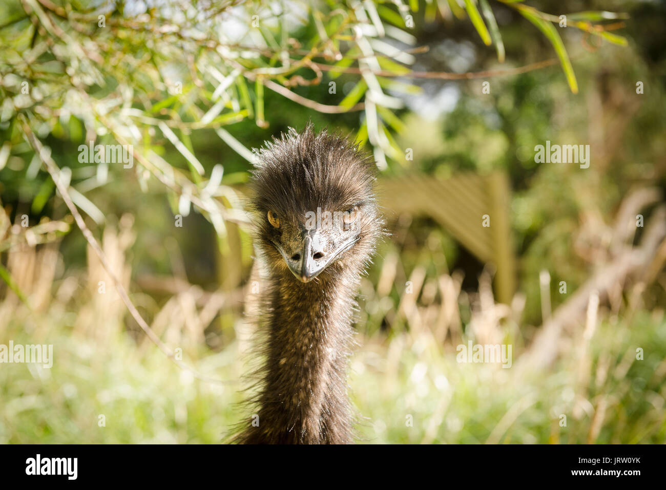 Portrait of Australian emu Stock Photo - Alamy