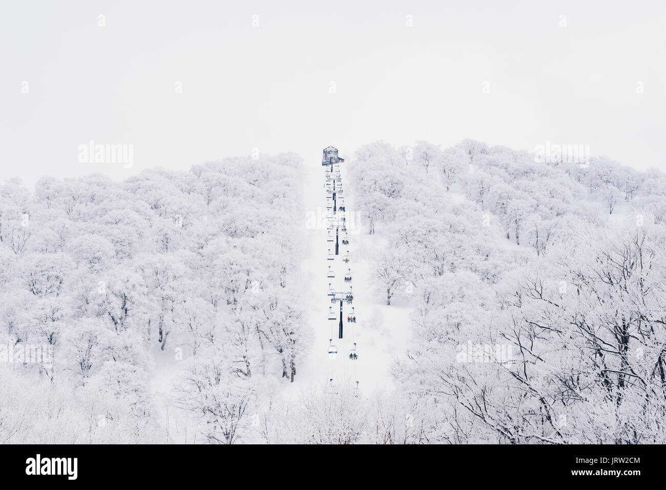 White out snowy powder day at Nozawa onsen with snow covered trees and ...