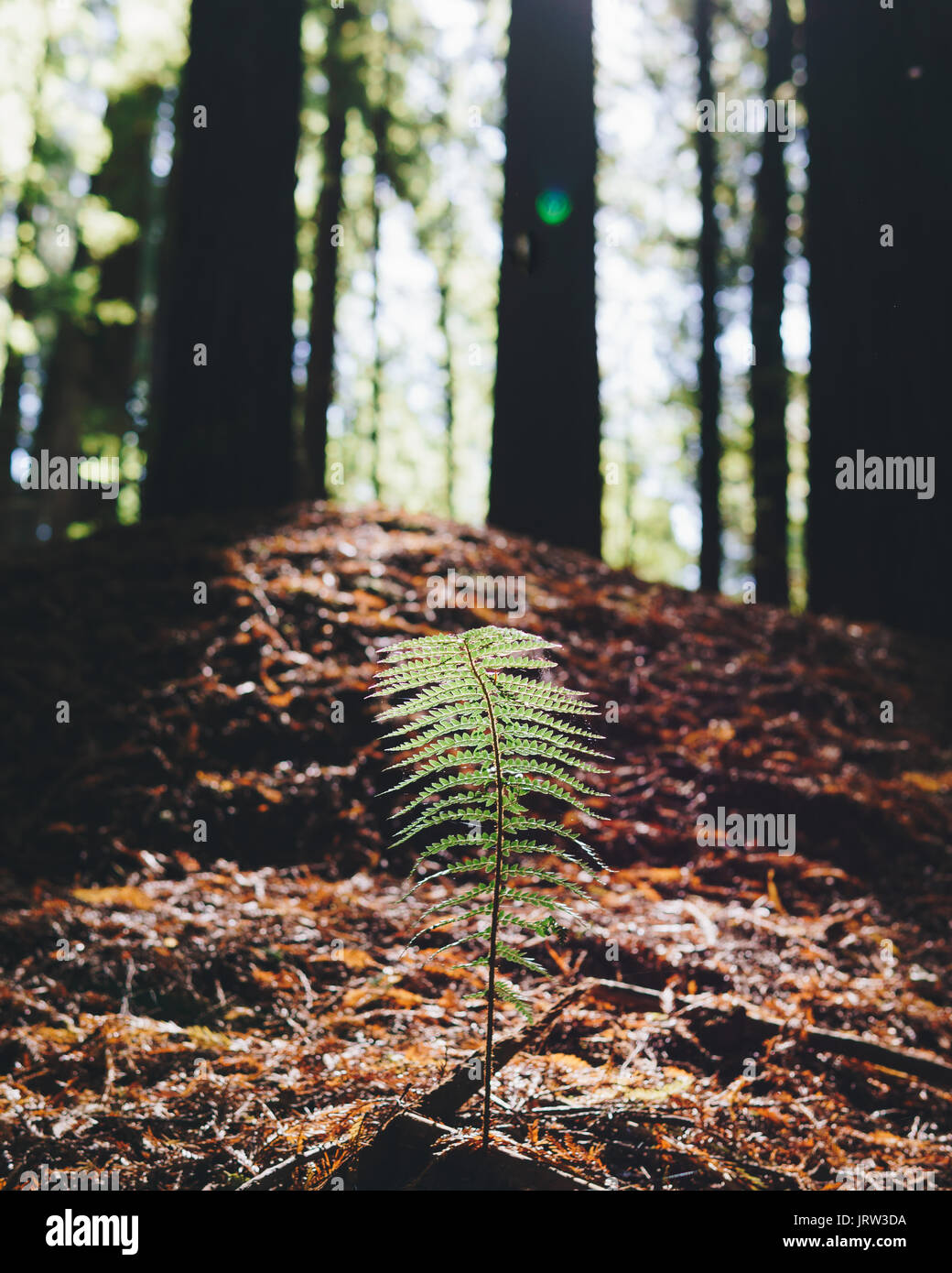 Lone fern sticking out from the pine needles and capturing the golden ...