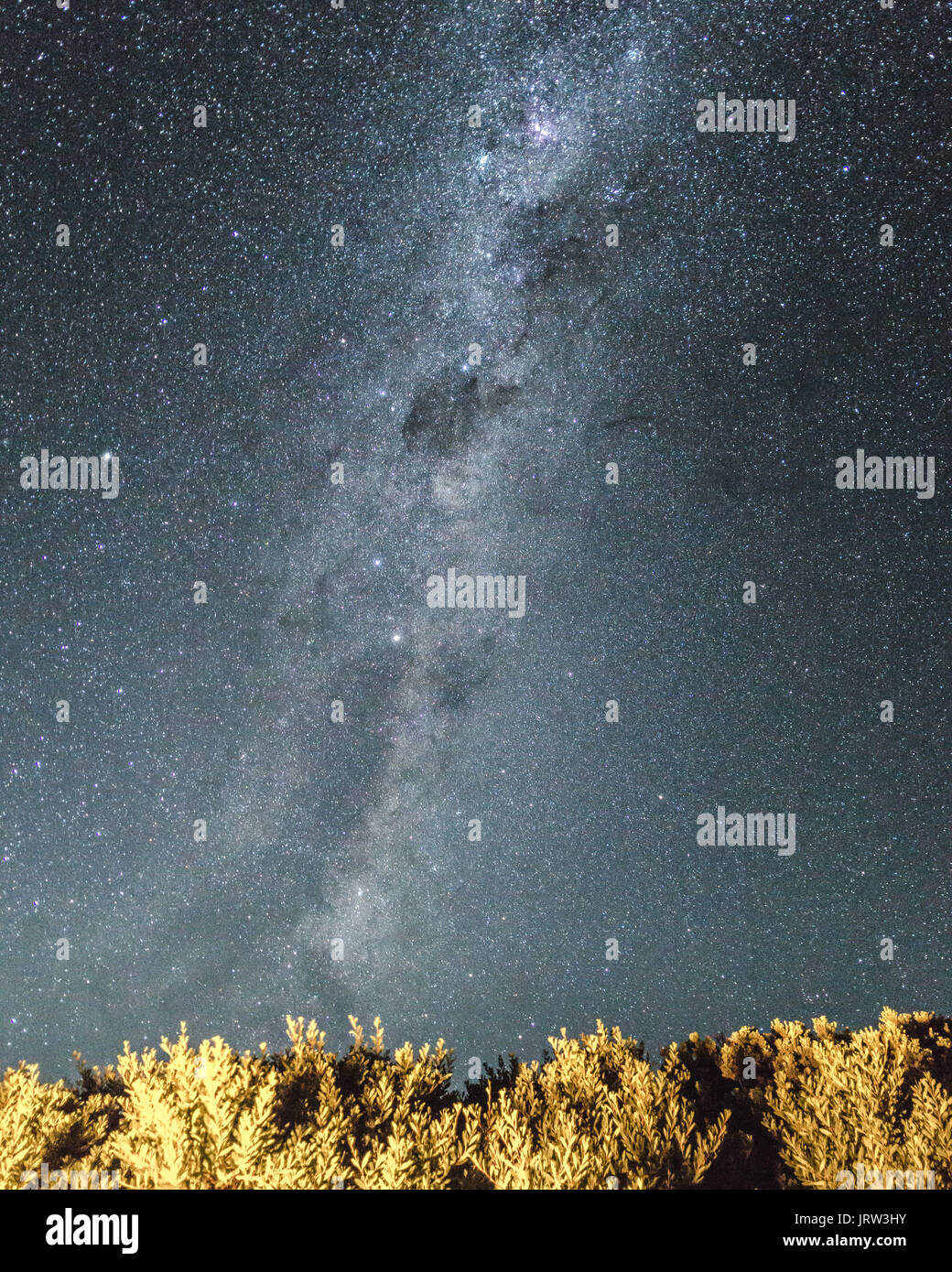 Milky Way over green hedges on a clear night down the great ocean road ...