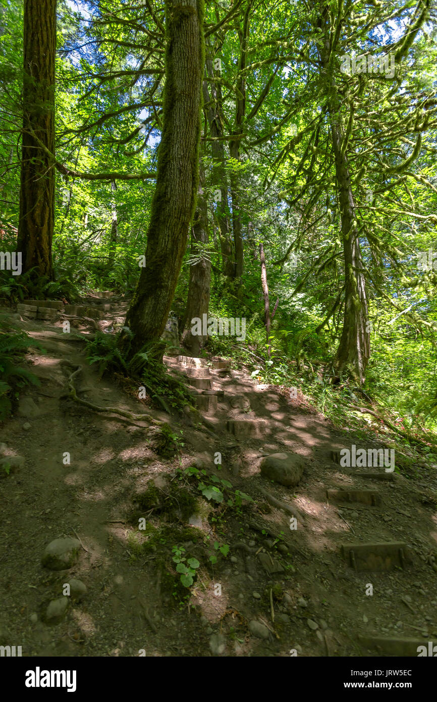A path in the fairy green forest with stepping stones and trees ...