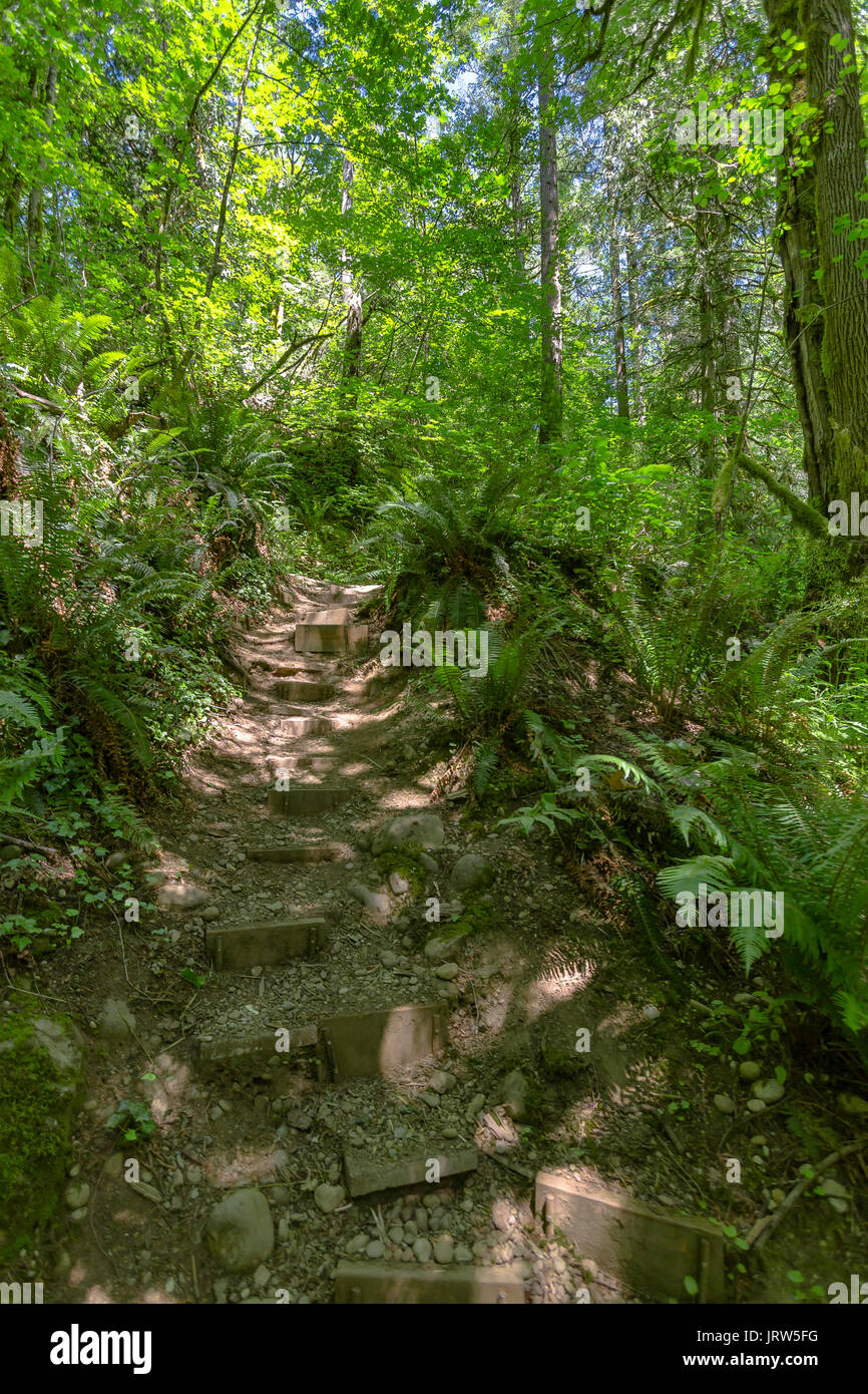 Stepping tree trunk hi-res stock photography and images - Alamy