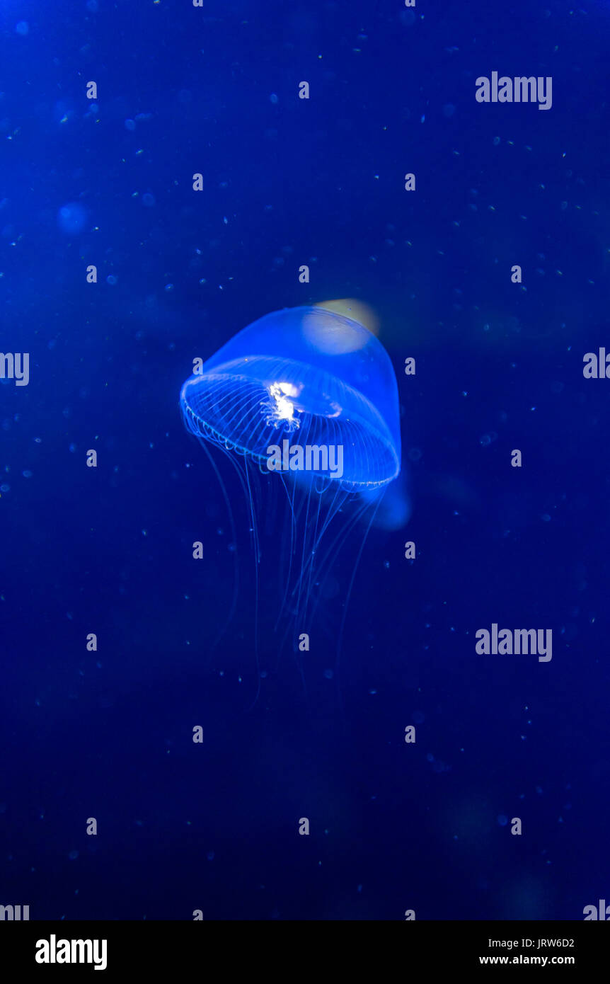 Blue lit jellyfish swim to light. Aquarium views of lively fish in a ...